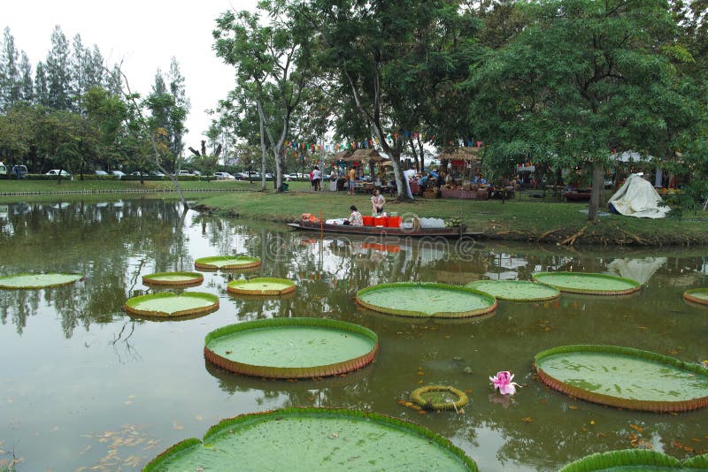 Victoria Lotus editorial photo. Image of blossom, flower - 47550816