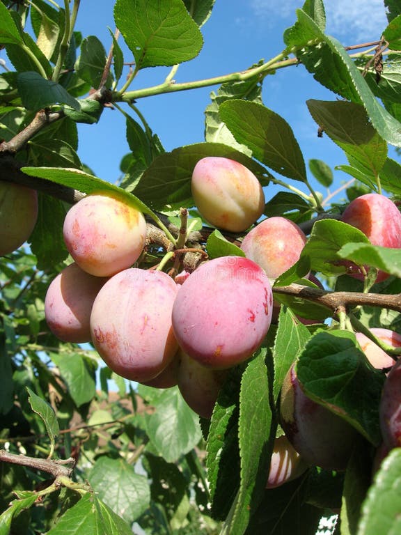 Victoria plums stock photo. Image of winemaking, fruit - 1135722