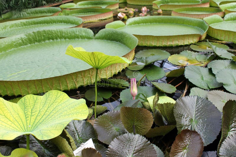 Victoria Regia stock photo. Image of circular, pattern - 26752852