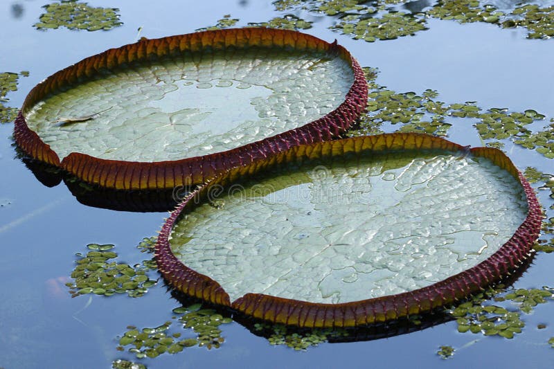 Victoria Regia stock image. Image of water, flower, amazonica - 880143