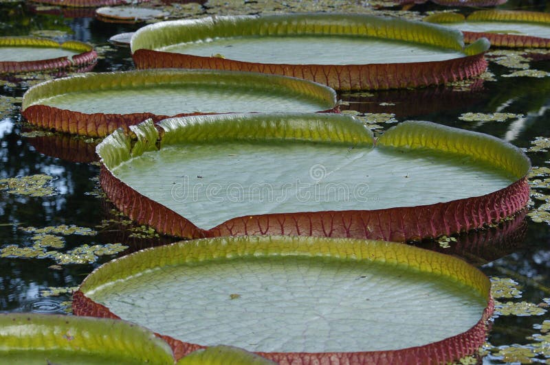 Victoria Regia stock photo. Image of blue, amazon, leaf - 922208