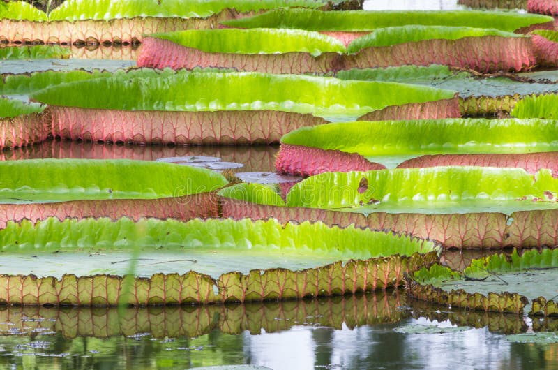 Victoria s giant lotus stock photo. Image of bloom, green - 134003700