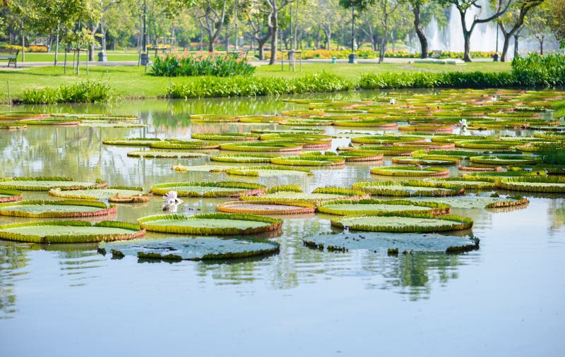 Victoria waterlily in pool stock image. Image of colorful - 63804505