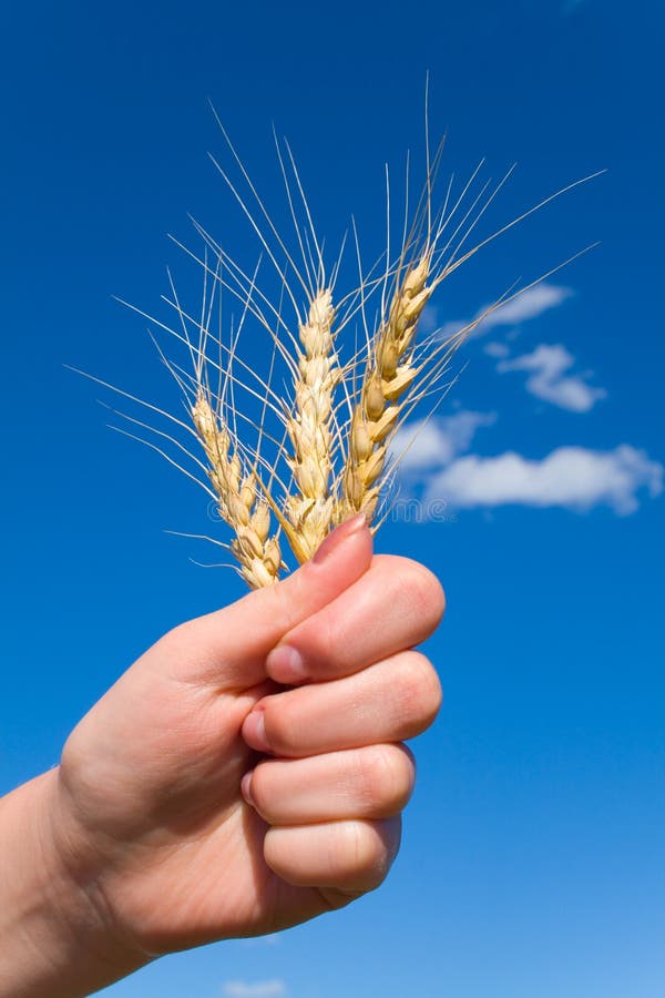 Victory for a Good Harvest 2 Stock Image - Image of cultivate, blue ...