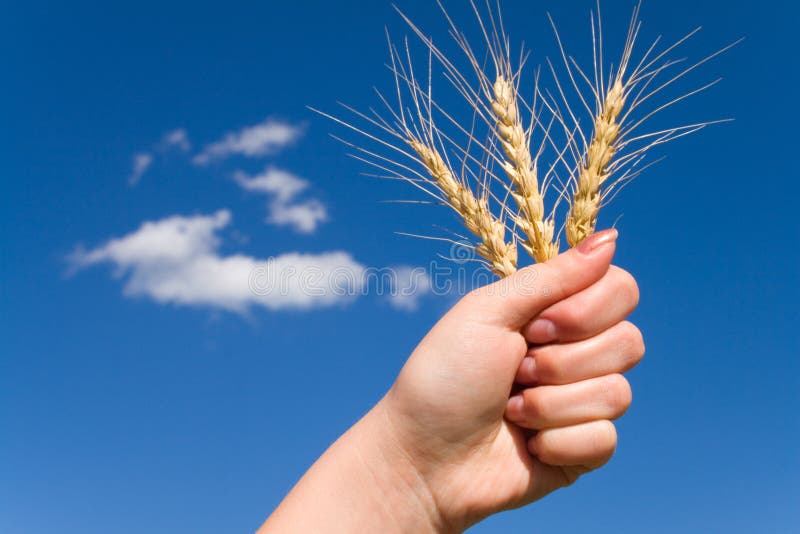 Victory for a Good Harvest 3 Stock Image - Image of cereals, golden ...