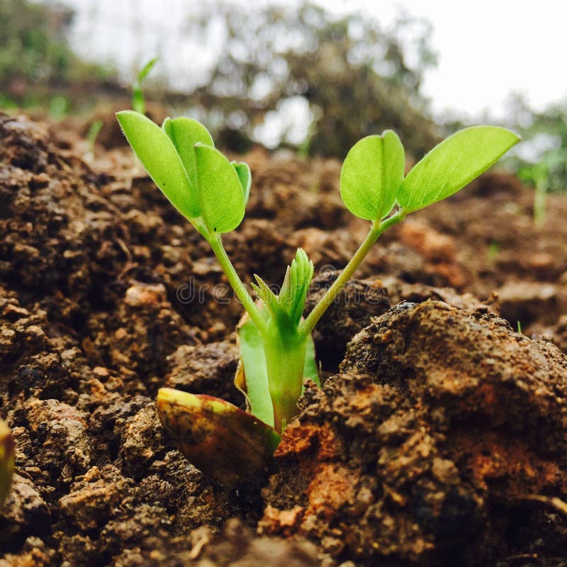 Peanut sprout stock image. Image of agriculture, green - 31440027