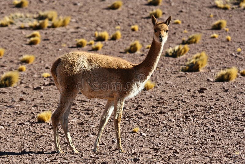 Vicuña Peruana. Granja De La Llama, Alpaca, Vicuña En Perú, Suramérica ...