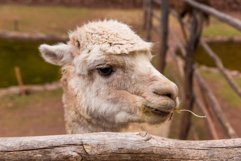 Vicuña Peruana. Granja De La Llama, Alpaca, Vicuña En Perú, Suramérica ...