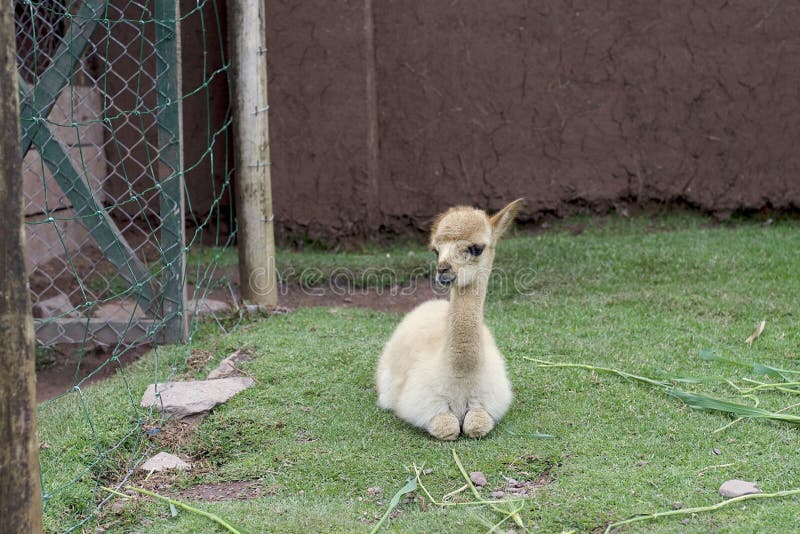 Vicuña Peruana. Granja De La Llama, Alpaca, Vicuña En Perú, Suramérica ...