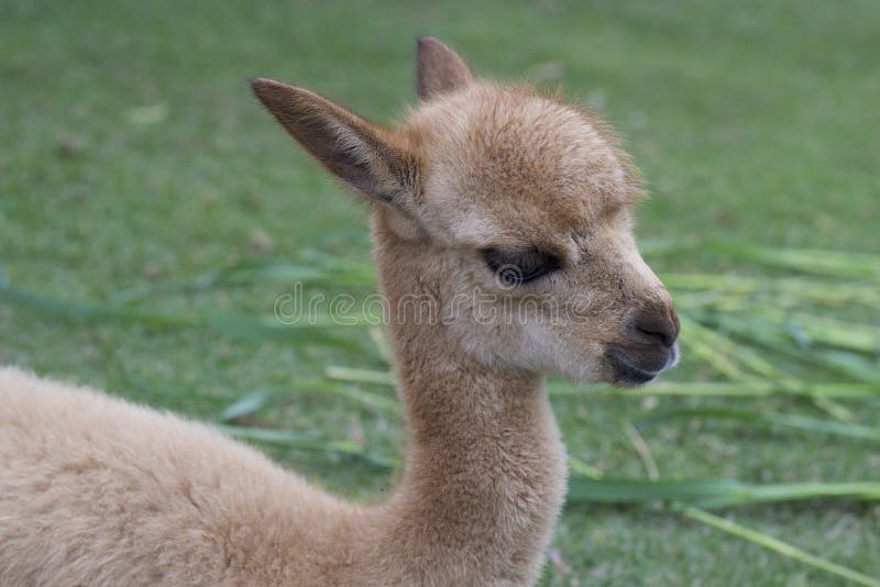 Vicuña Peruana. Granja De La Llama, Alpaca, Vicuña En Perú, Suramérica ...