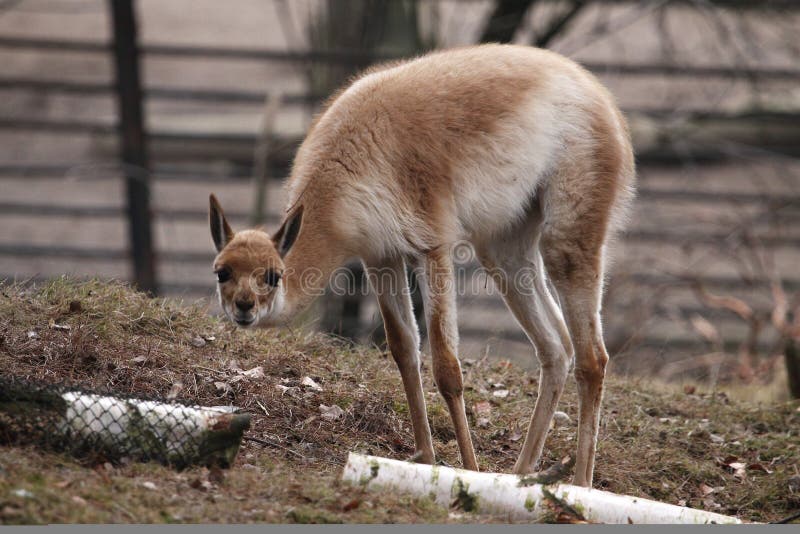 Vicugna stock photo. Image of furry, ecuador, huacaya - 269866102