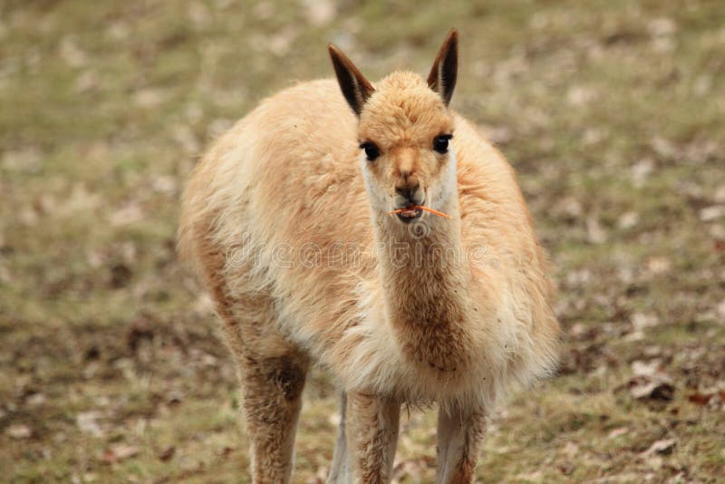 Vicugna stock image. Image of vikugna, american, mammal - 23184733
