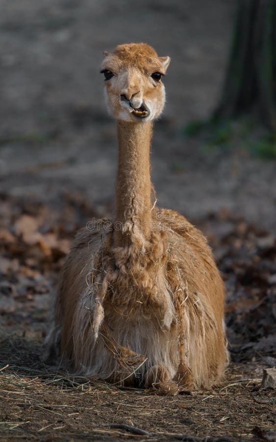 Vicugna stock photo. Image of furry, ecuador, huacaya - 269866102