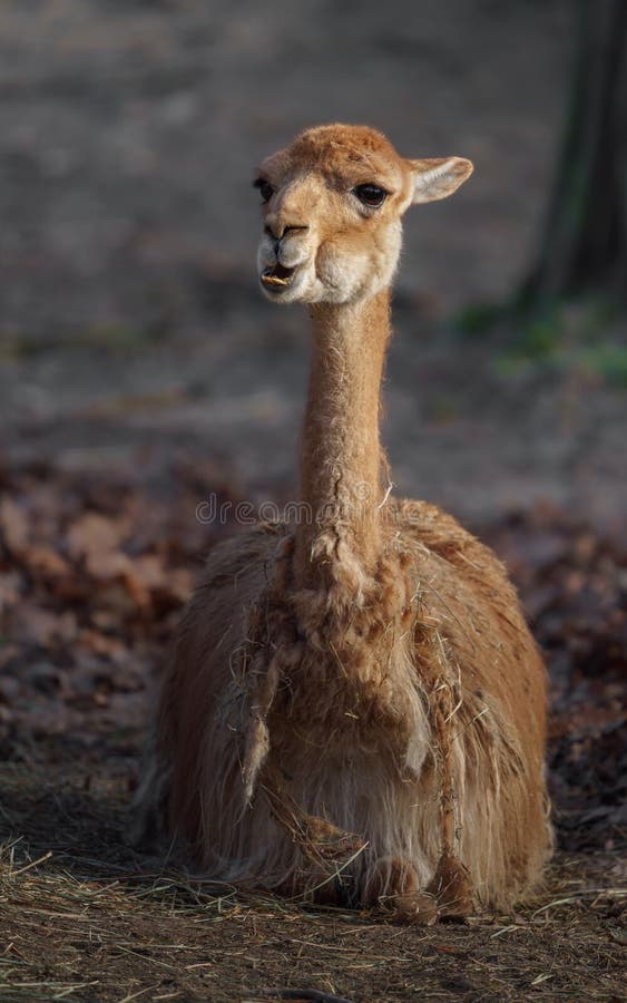 Vicugna stock photo. Image of furry, ecuador, huacaya - 269866102