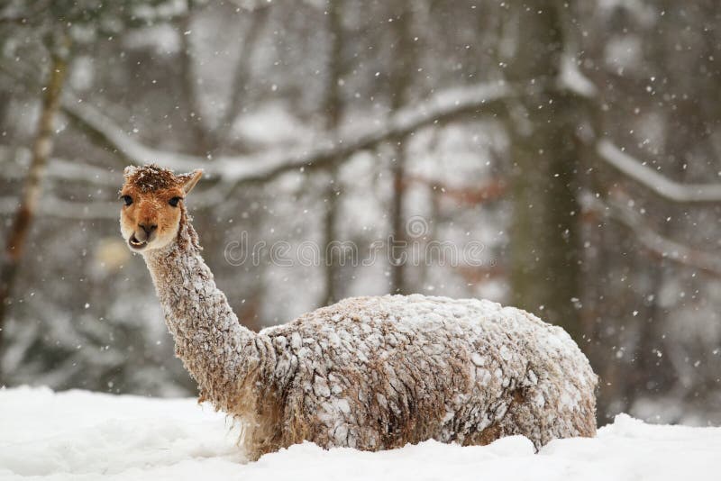 Vicugna stock image. Image of south, american, vicuna - 28632439