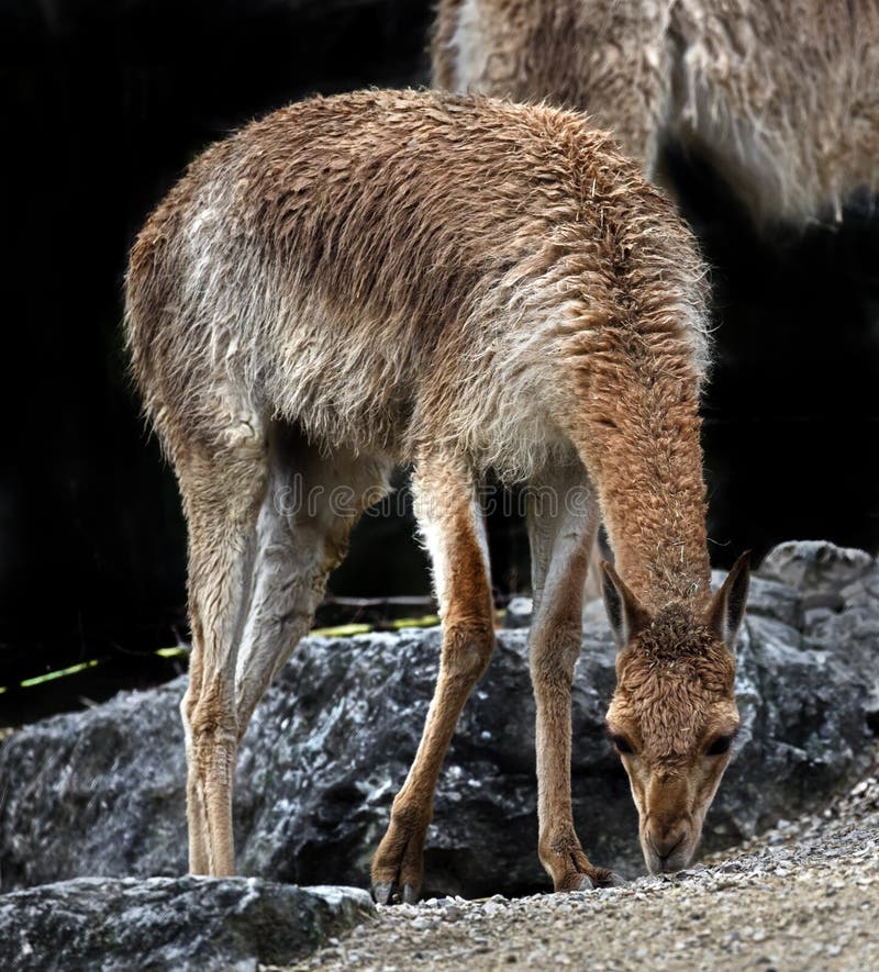 Vicugna 5 stock image. Image of zoology, america, hoof - 111957939