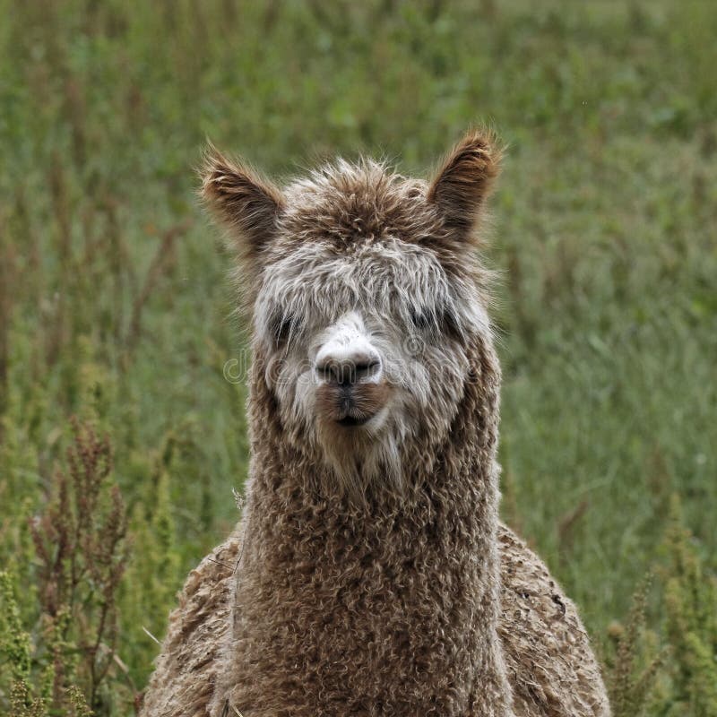 Vicugna Pacos, Alpaca, Paco Stock Image - Image of vigugna, meadow ...
