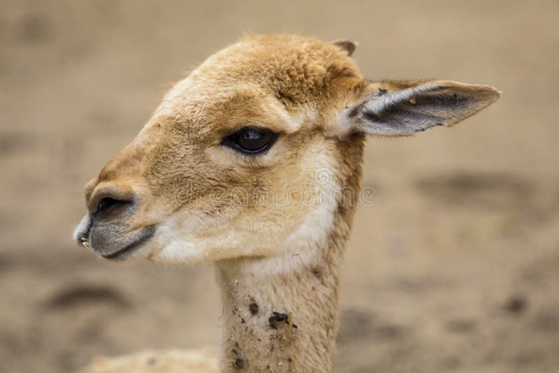 Vicuna stock afbeelding. Image of zoogdier, vicuna, dieren - 121960853