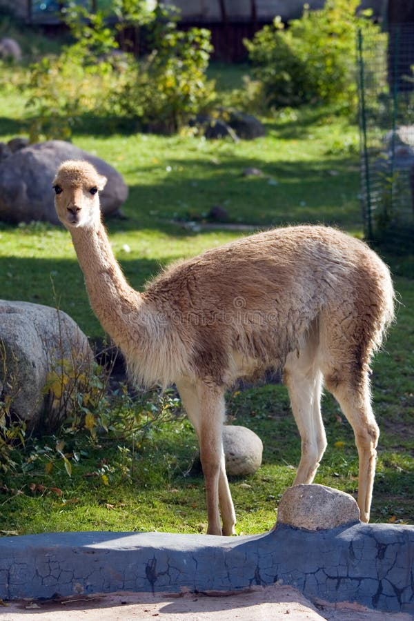 Vicuna stock image. Image of vicugna, lake, south, vicuna - 6565069