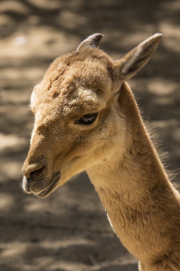 Vicuna stock photo. Image of wild, face, animals, animal - 121958178