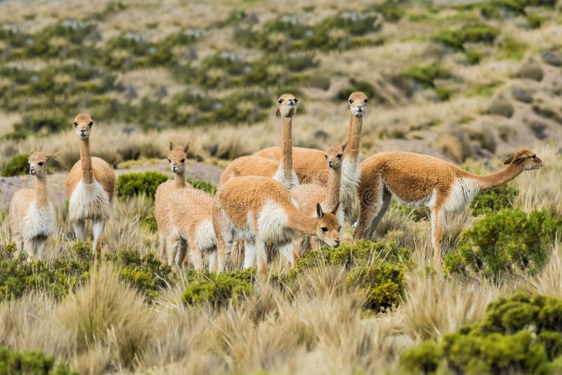 Vicuna in De Peruviaanse Andes Arequipa Peru Stock Foto - Image of ...