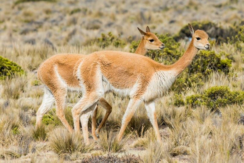 Vicuna in De Peruviaanse Andes Arequipa Peru Stock Afbeelding - Image ...