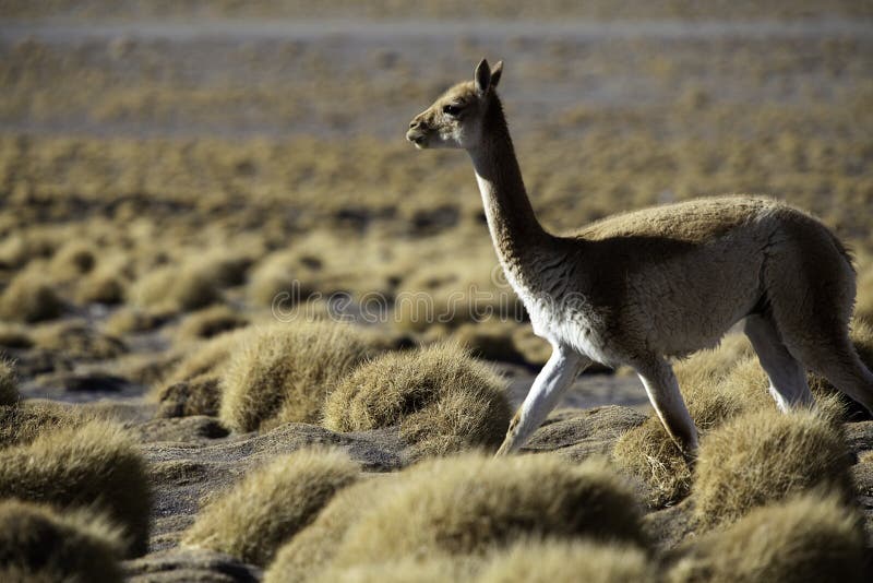 Alpaca range map stock vector. Illustration of animal - 20844162