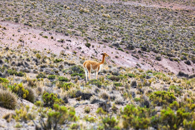 Vicuna in the Highlands of Peru Stock Photo - Image of america, brown ...