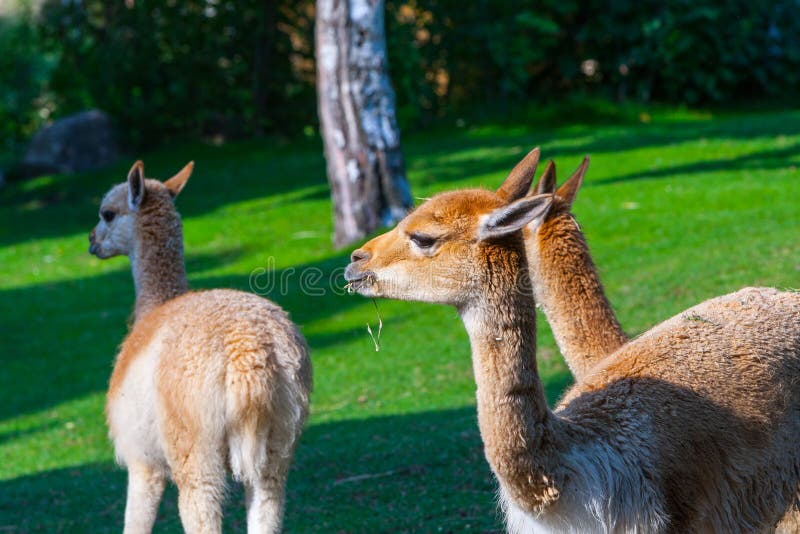 The Vicuna (lat. Vicugna Vicugna Stock Photo - Image of wild, brown ...