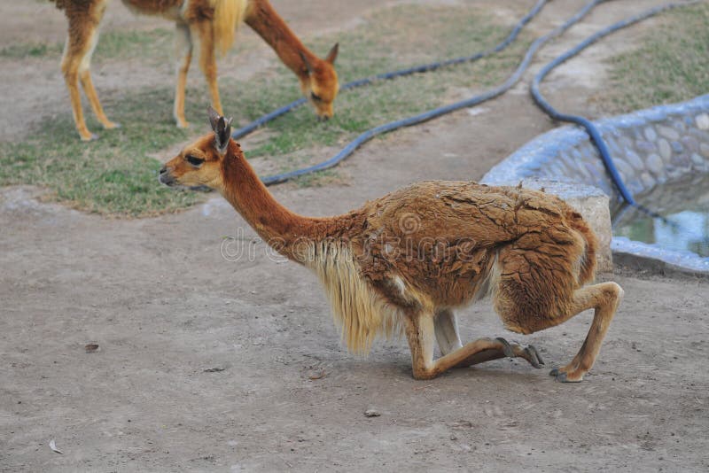Vicuna nas andes de peru foto de stock. Imagem de cabras - 260542676
