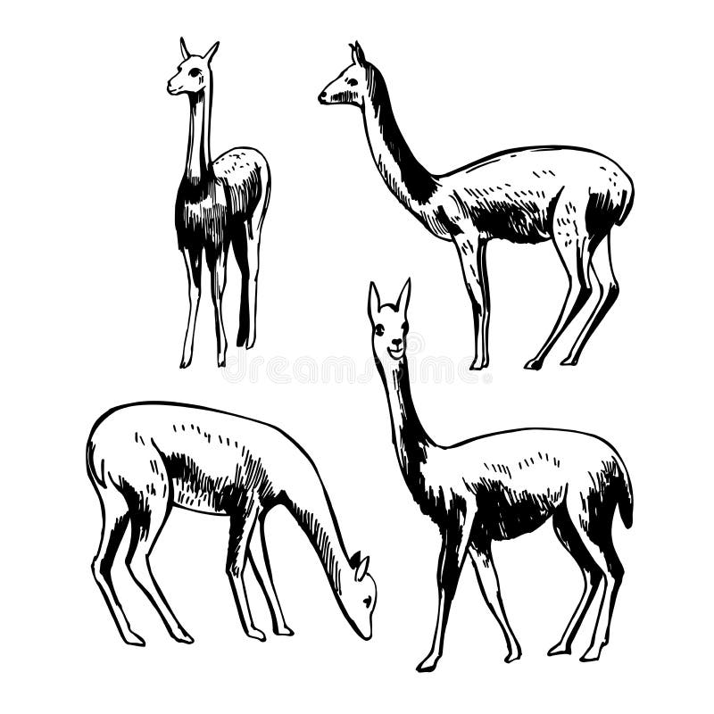 Vicuna. Sketch Illustration Stock Vector - Illustration of animals ...