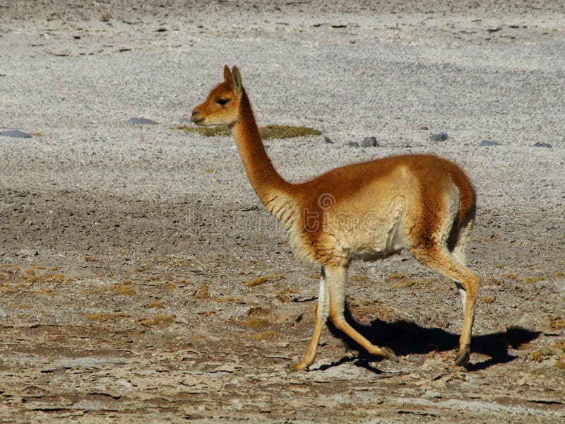 Head View Of A Vicuna, Vicugna Vicugna Stock Image - Image of hoofed ...