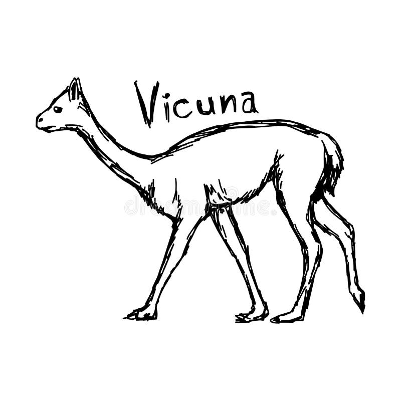 Vicuna Animal Llama Stock Illustrations – 745 Vicuna Animal Llama Stock ...