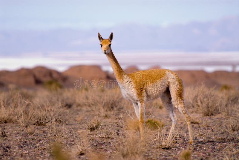 Vicuna (Vicgna Vicugna) Camelid from South Ameri Stock Image - Image of ...