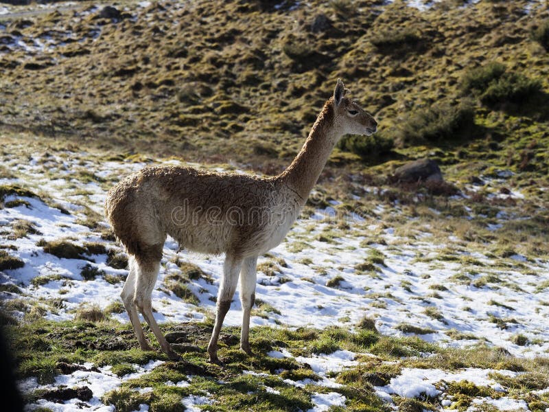 Vicuna, Vicugna vicugna stock photo. Image of bird, animal - 143851970