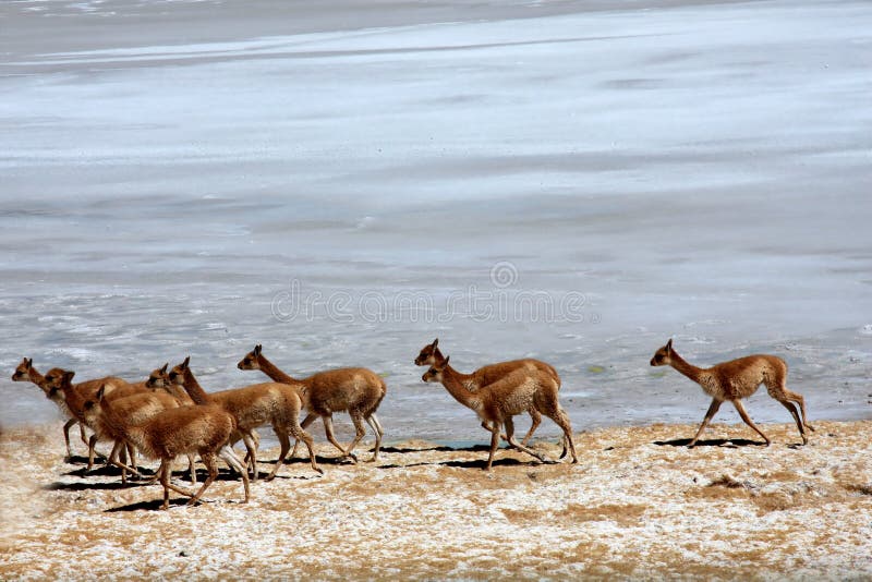 Vicunas in bolivian salar stock photo. Image of vicuna - 16808090