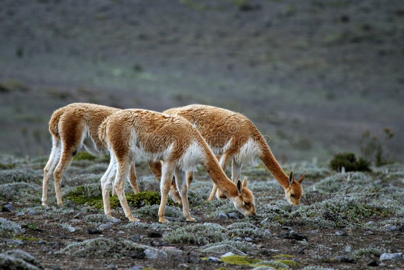 Vicuna eating grass stock image. Image of closeup, argentina - 16015729