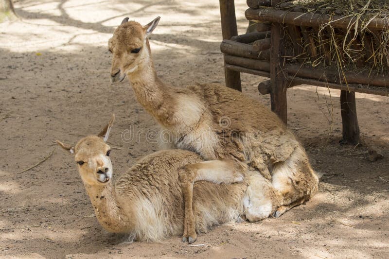 Vicunas Mating in a Zoo stock image. Image of wild, animal - 121960771