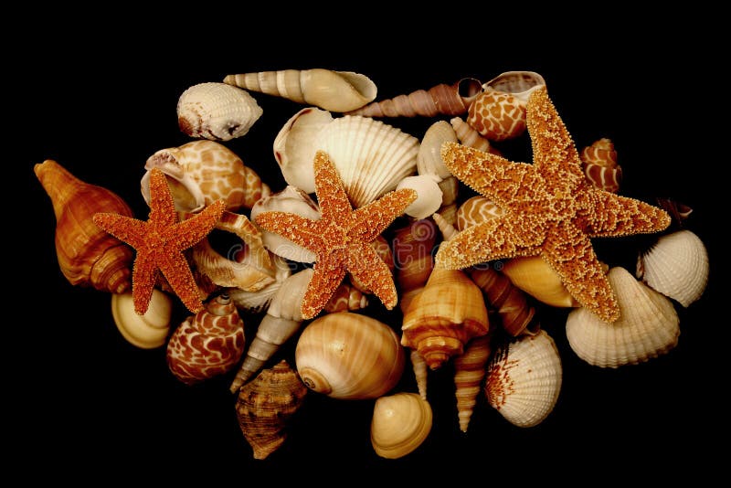 Vida acuática imagen de archivo. Imagen de resistido, vieira - 148023