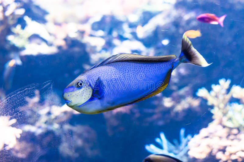 Vida Azul Dos Peixes E Do Recife De Corais Da Espiga Imagem de Stock ...