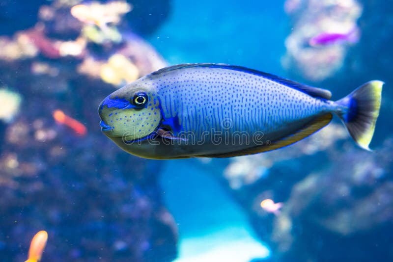 Vida Azul Dos Peixes E Do Recife De Corais Da Espiga Imagem de Stock ...