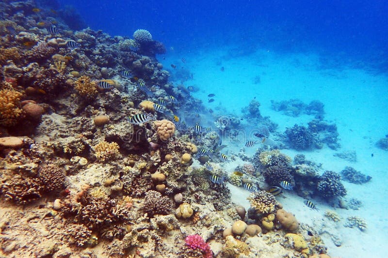 Vida De Color Bajo El Mar Rojo Imagen de archivo - Imagen de pescados ...