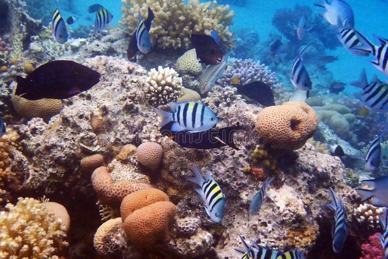 Vida De Color Bajo El Mar Rojo Foto de archivo - Imagen de océano ...