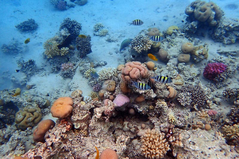 Vida De Color Bajo El Mar Rojo Imagen de archivo - Imagen de agua ...
