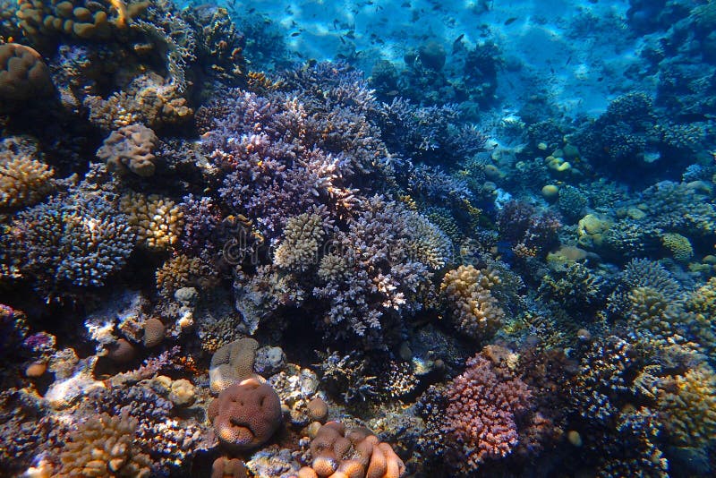 Vida De Color Bajo El Mar Rojo Foto de archivo - Imagen de zambullida ...