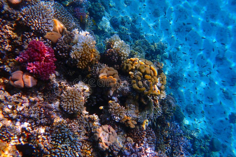 Vida De Color Bajo El Mar Rojo Foto de archivo - Imagen de animal ...