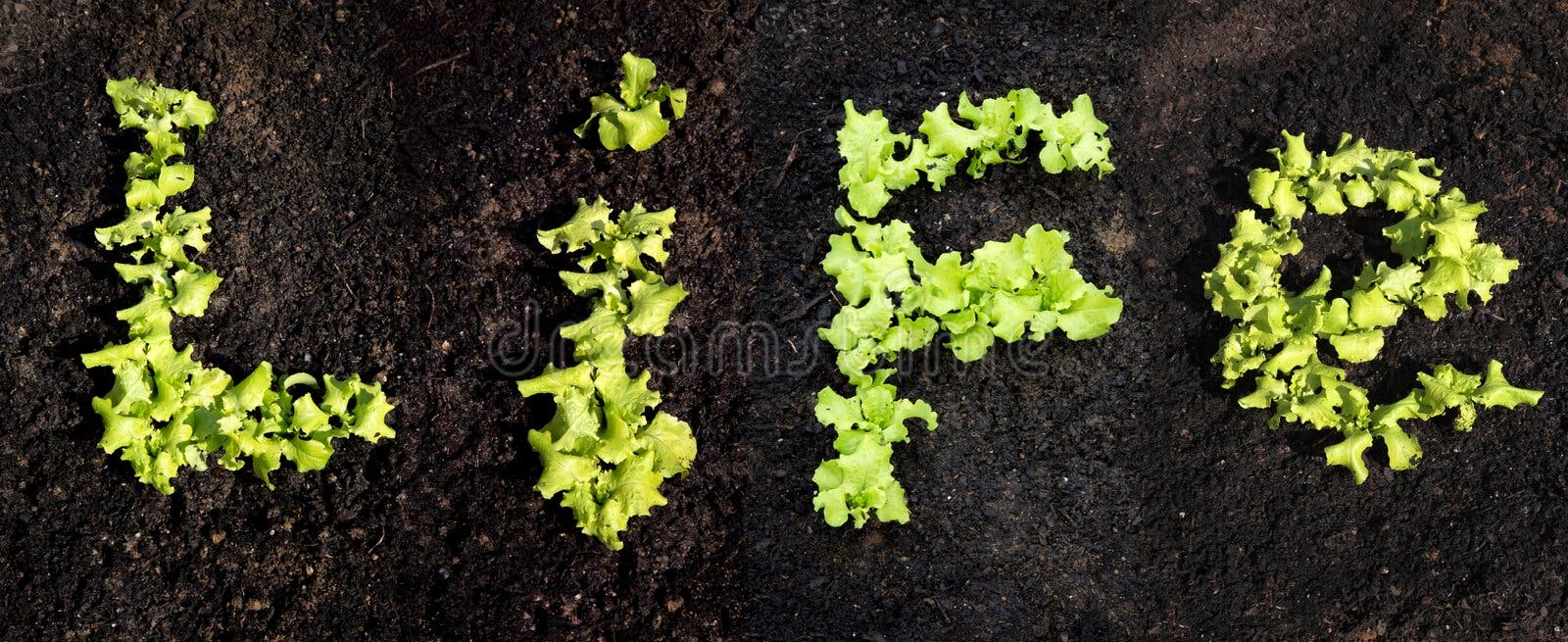 La Palabra Vida Escrita Con Cubos De Madera Sobre Un Fondo Negro. Foto ...
