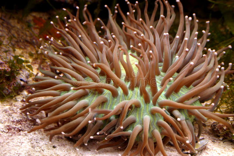 Vida de mar imagen de archivo. Imagen de profundamente - 2603569