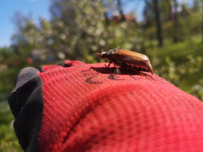 Vida dos insetos do jardim foto de stock. Imagem de vida - 188921084