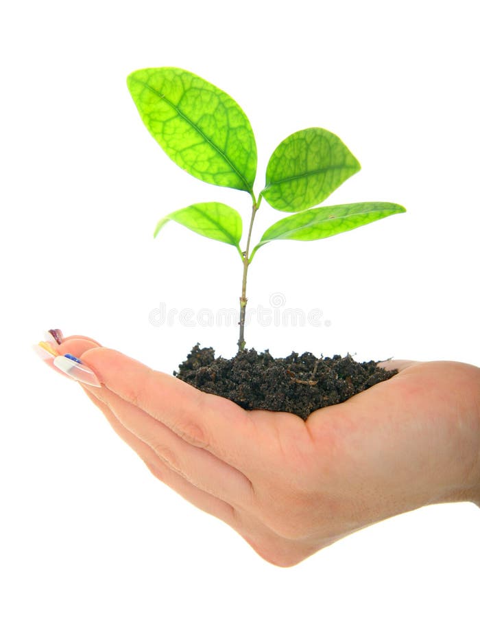 Vida nova imagem de stock. Imagem de vida, verde, isolado - 12679317